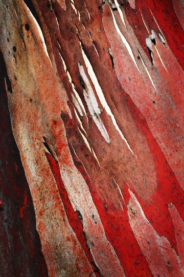 Red tree bark stock photo. Image of diagonal, pattern - 8078126