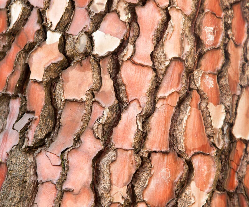 Red tree bark close-up stock image. Image of peeling - 34598185