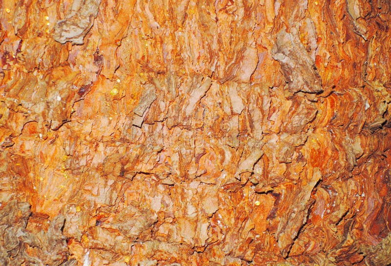 Red tree bark texture stock image. Image of brown, natural - 33258857