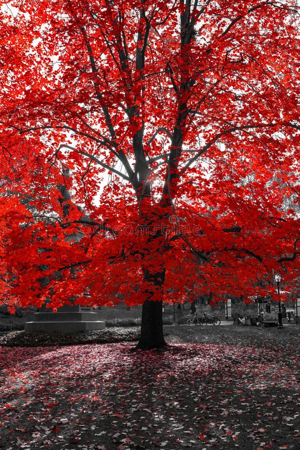Red Tree in Black and White Landscape Stock Image - Image of heaven ...