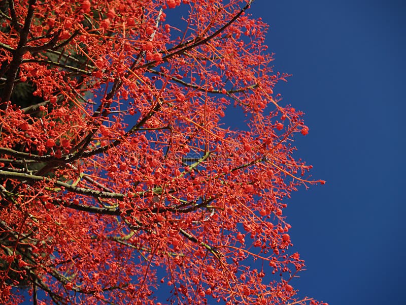Red Tree In Blue Picture. Image: 1347085