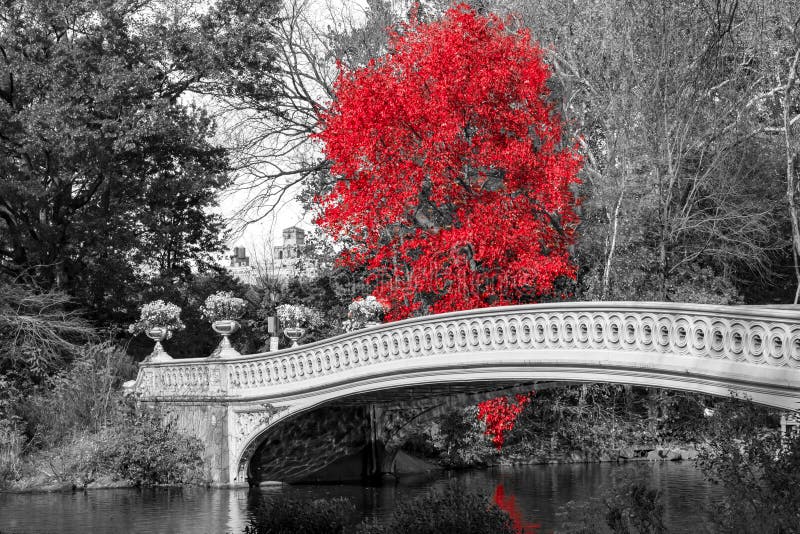 Red Tree in Central Park Fall Landscape Scene in New York City Stock ...