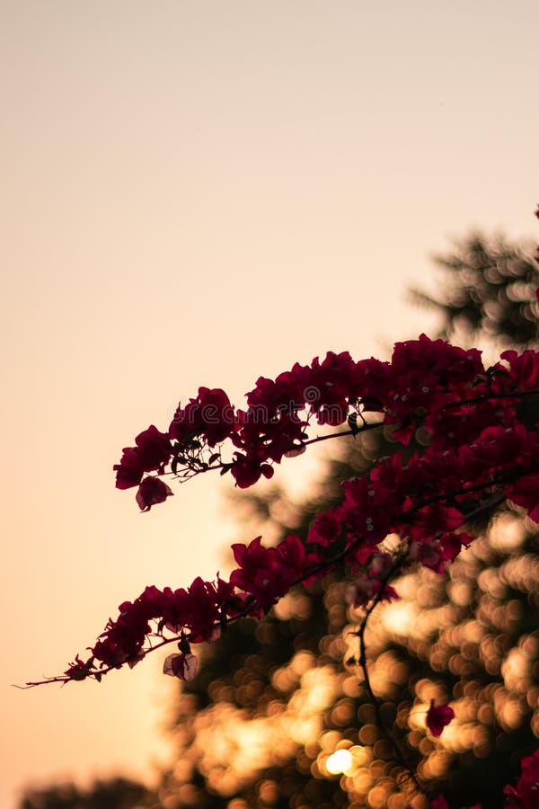Red Tree Branch in the Sunset. Stock Image - Image of petal, flower ...