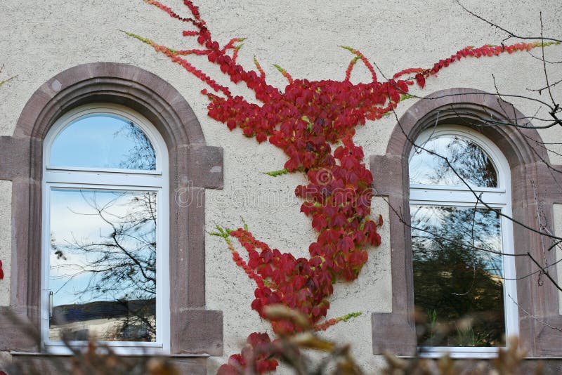 Red Tree Branches Over Windows Stock Image - Image of corner, fall ...