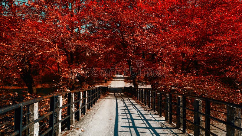 Red tree bridge stock photo. Image of bridge, trees, shadows - 62591028