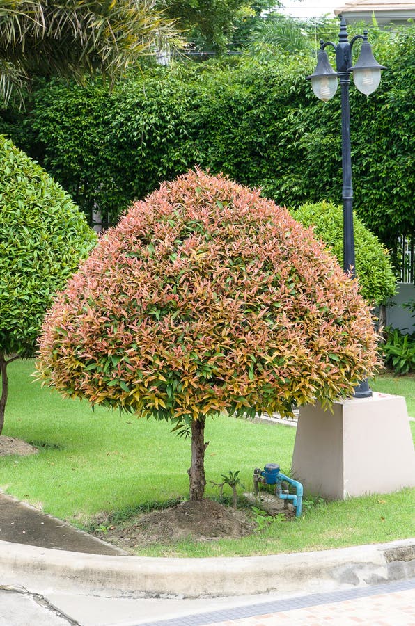 Red tree bush shape stock image. Image of side, shrub - 36470489