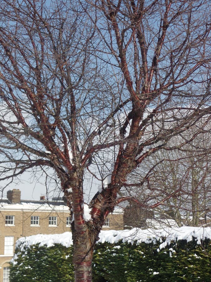 Red tree covered in snow stock image. Image of kent - 111407561
