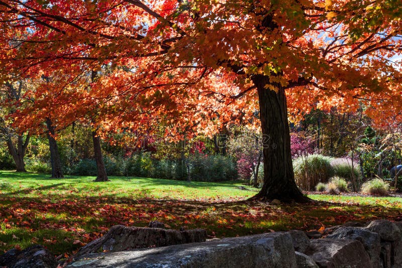 Red Tree stock photo. Image of garden, northeast, gardens - 36242120