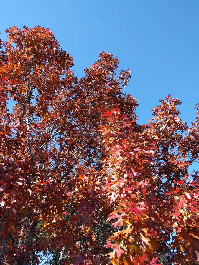 Red tree in fall stock photo. Image of scene, fall, leaves - 63514076