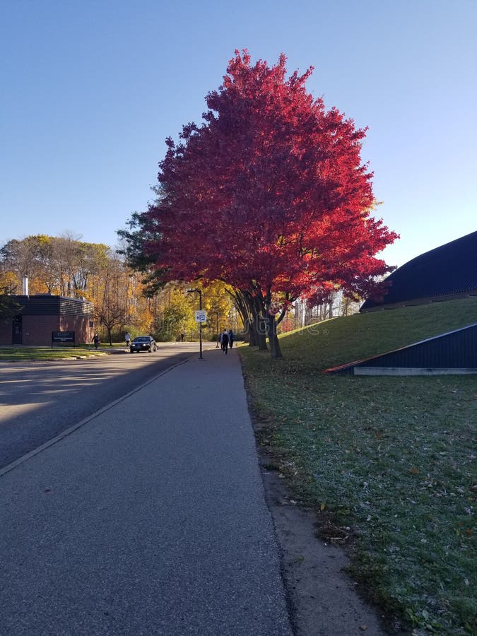 A Red Tree editorial photo. Image of tree, autumn, fall - 131526826