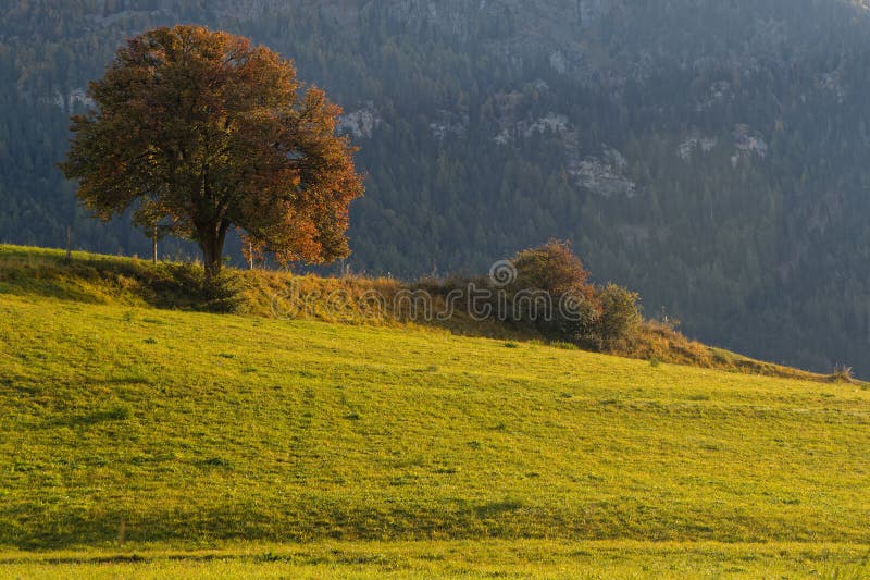 Red Tree in the Fields in an Automnal Landscape Stock Image - Image of ...