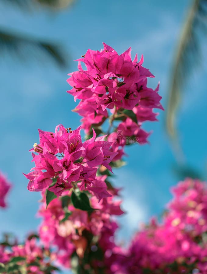 Red Tree Flower Over Blue Sky. Stock Photo - Image of blossom, beauty ...
