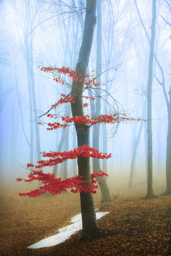 Mystic Red Tree in a Foggy Forest Stock Image - Image of dark, misty ...