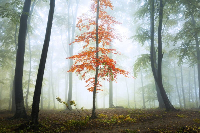 Red tree in the forest. stock image. Image of black, character - 62456465