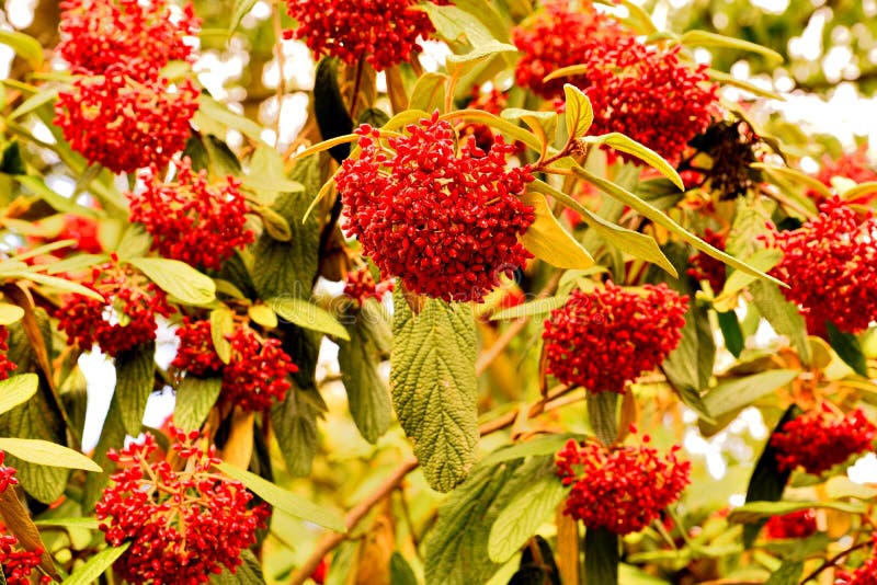 Atum Tree Stock Photos - Free & Royalty-Free Stock Photos from Dreamstime