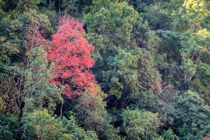 Red Tree in the Green Trees Stock Photo - Image of view, colors: 167942658