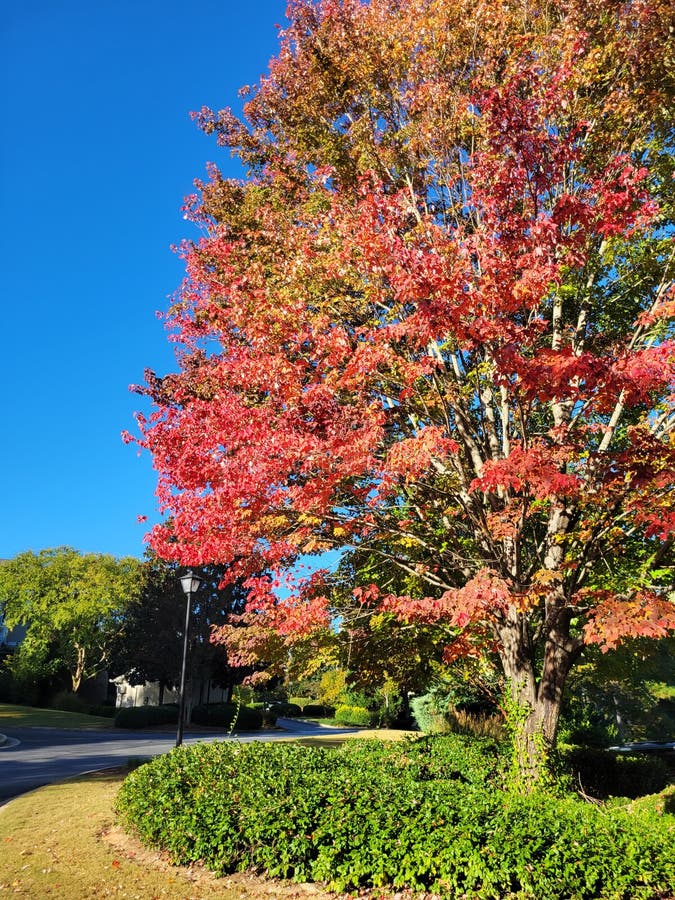 Red Tree in Greenville stock image. Image of woodland - 259124387