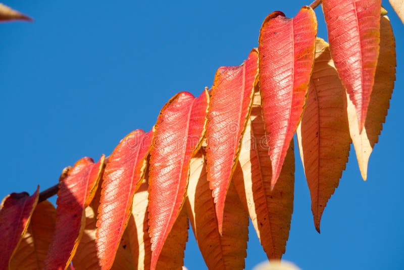 Autumn Leaf Background. Yellow Rusty Leaves Wallpaper. Stock Photo ...