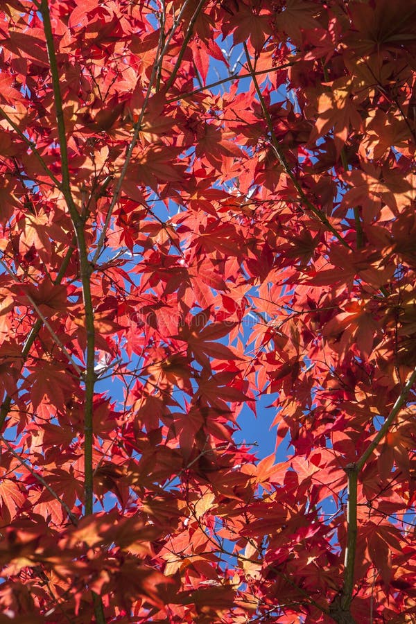 Red Tree Leaves with Spots of Sky. Stock Photo - Image of colors, color ...
