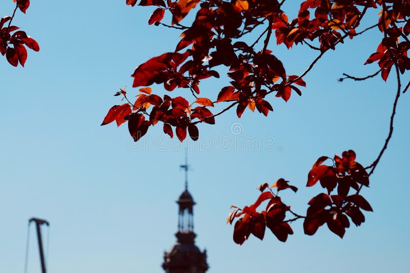 Red Tree Leaves Texture in Springtime Stock Image - Image of branches ...