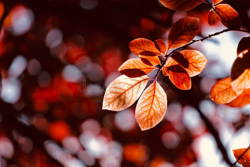 Red Tree Leaves Textured in the Nature in Summer Stock Image - Image of ...