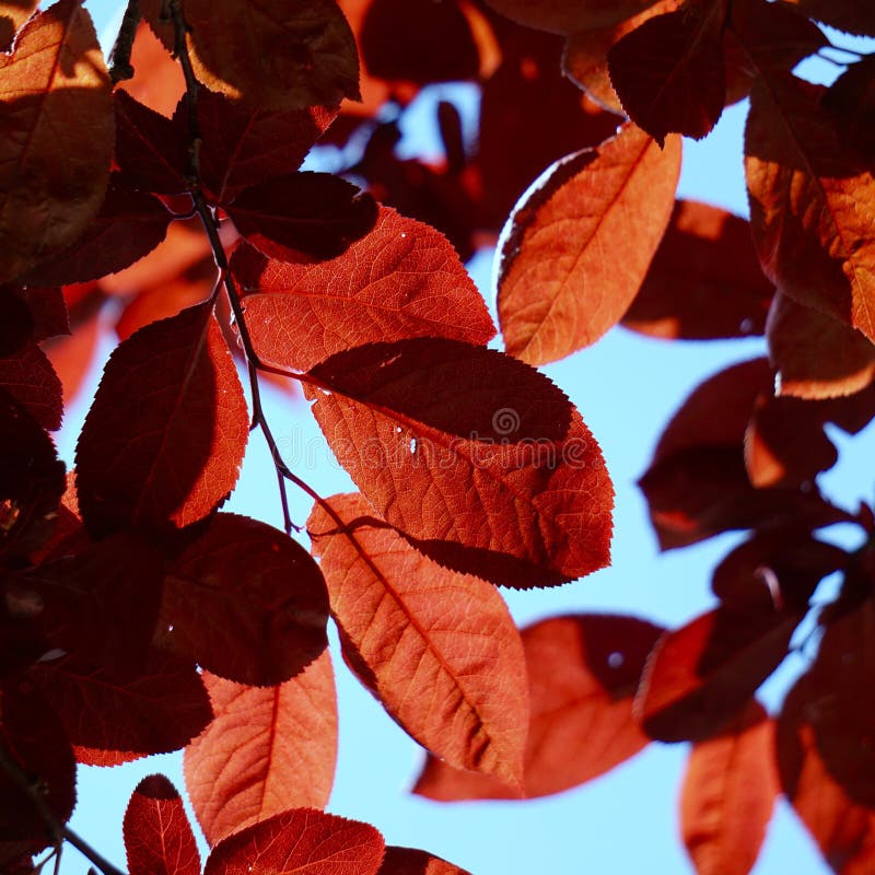 Red Tree Leaves Textured in the Nature in Summer Stock Photo - Image of ...