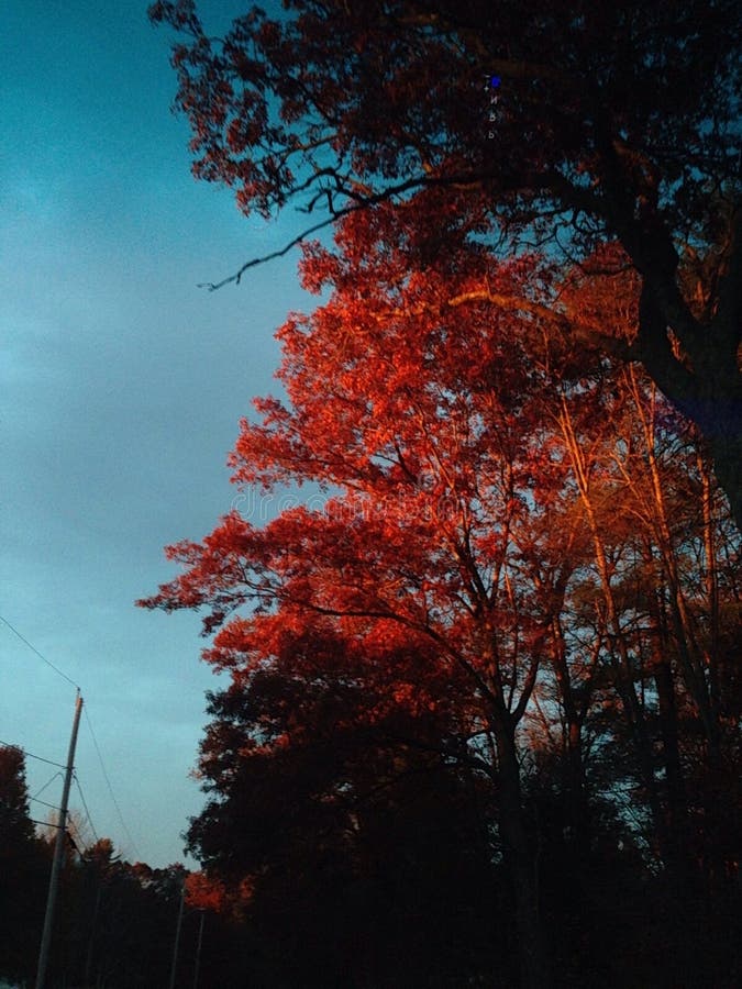 Red tree stock photo. Image of leaves, leaf, trees, glow - 42725556