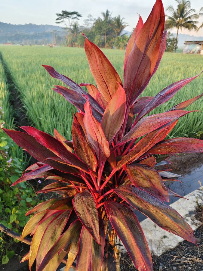 Red Tree is Like a Sweet Smile Stock Photo - Image of smile, tree ...