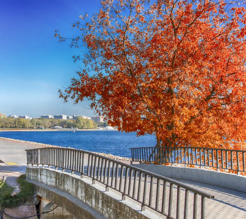 Red tree stock image. Image of scene, color, october - 59082239