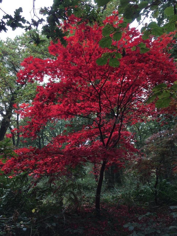 Red tree stock photo. Image of colourful, contrast, tree - 79700910