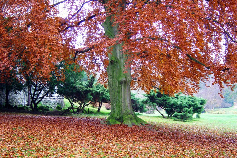 Red tree stock photo. Image of nature, season, fall - 103454406