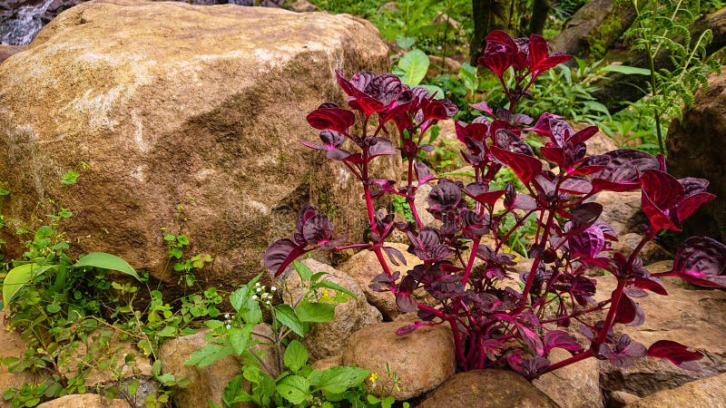 Red Tree between Piles of Small and Large Stones Stock Photo - Image of ...