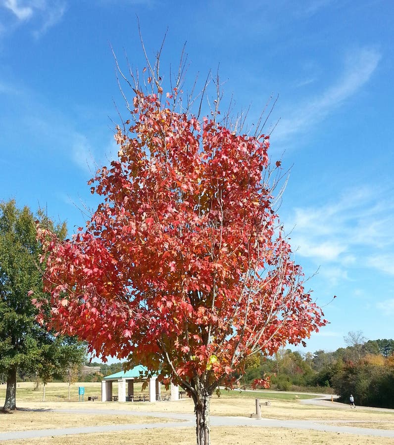 Red tree stock image. Image of tree, autumnleaves, nature - 46560897