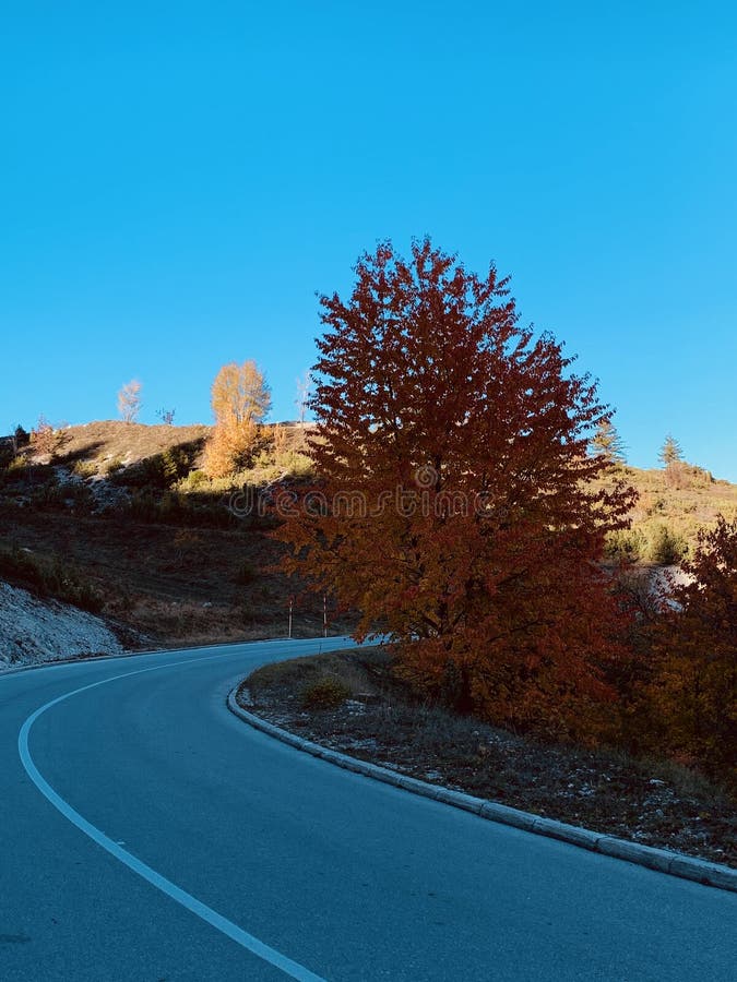 Red tree stock photo. Image of autumn, tree, colors - 258119454