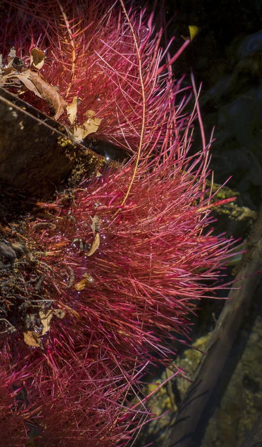 Red tree roots stock image. Image of nature, water, trees - 78564539