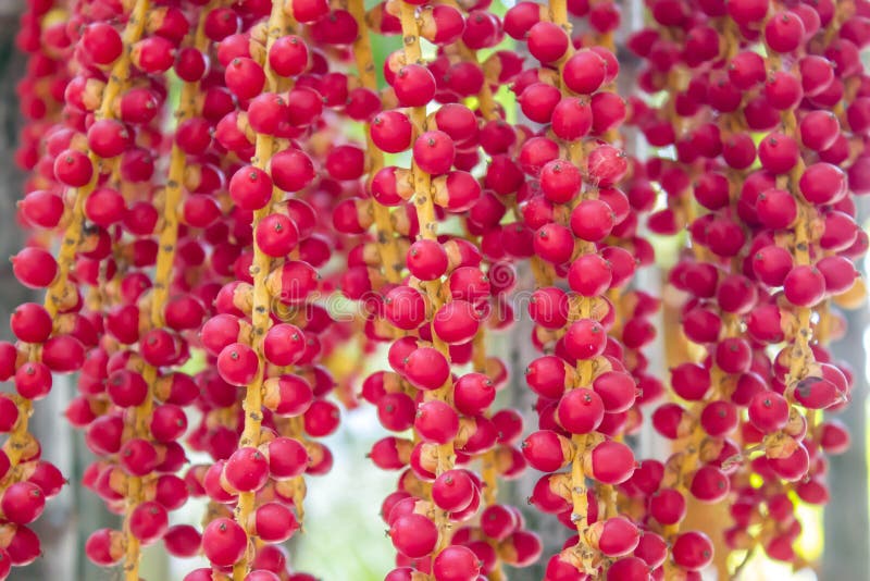 Red tree seeds stock image. Image of foliage, tree, closeup - 74042705