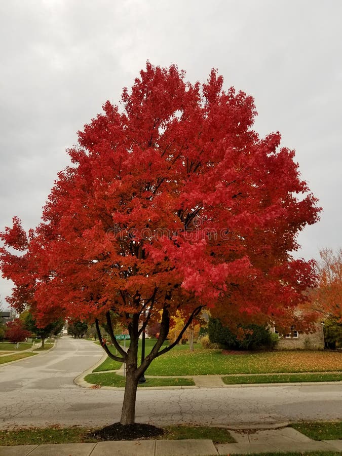 Red tree stock photo. Image of street, sidewalk, tree - 107886890