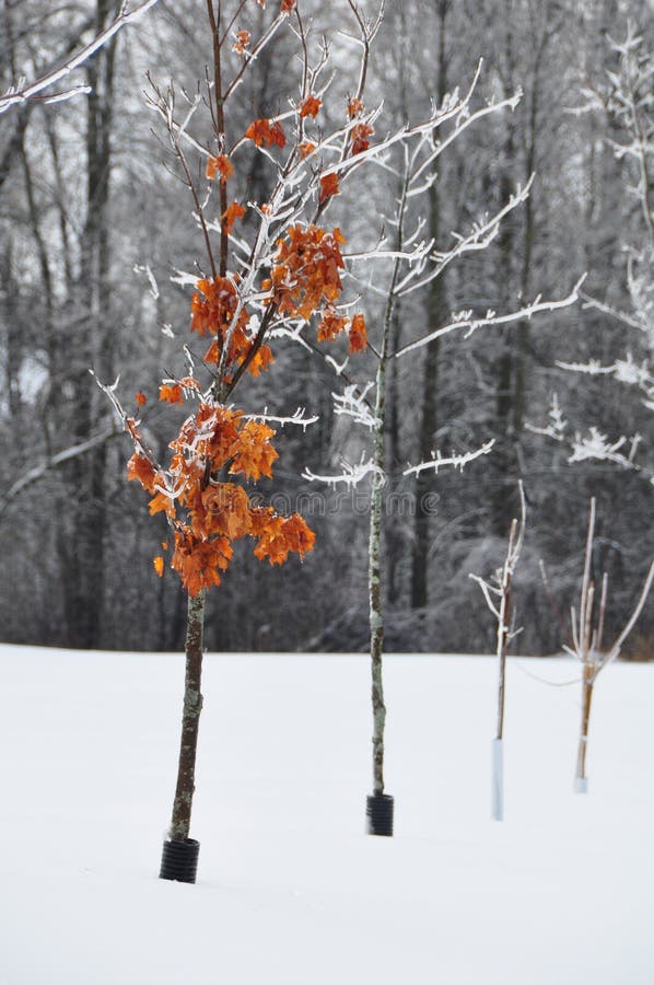 Red tree in snow stock photo. Image of tree, nature, endurance - 60353688
