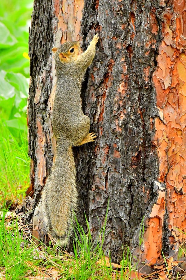 Red Tree Squirrel, Montana. Stock Photo - Image of tree, squirrel: 320342942