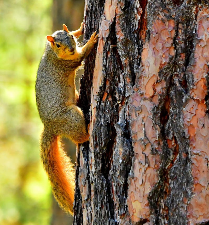 Red Tree Squirrel, Montana. Stock Photo - Image of tree, squirrel: 320342942