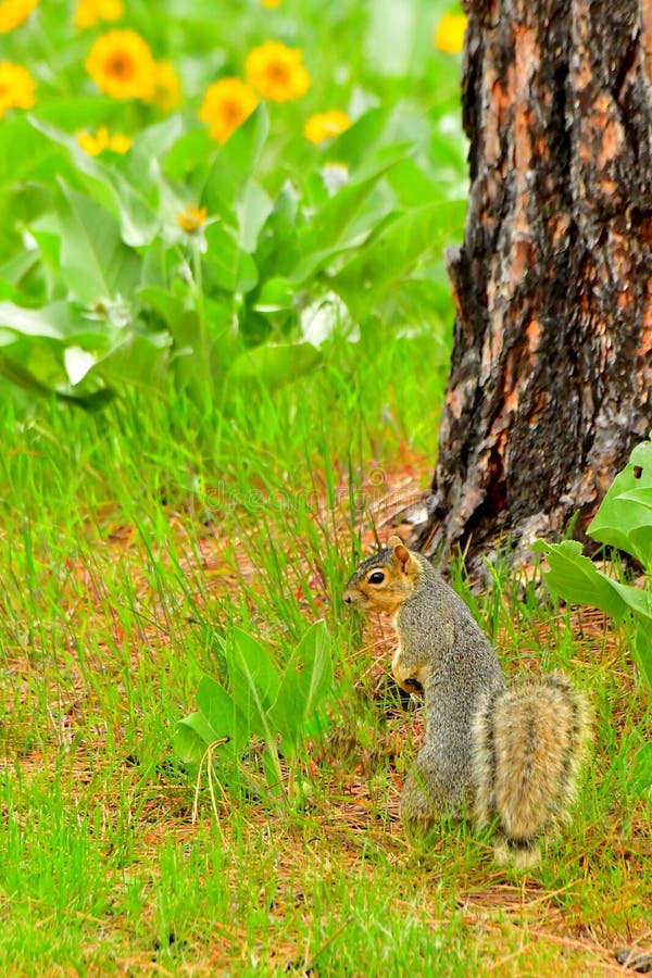 Red Tree Squirrel, Montana. Stock Photo - Image of tree, squirrel: 320342942