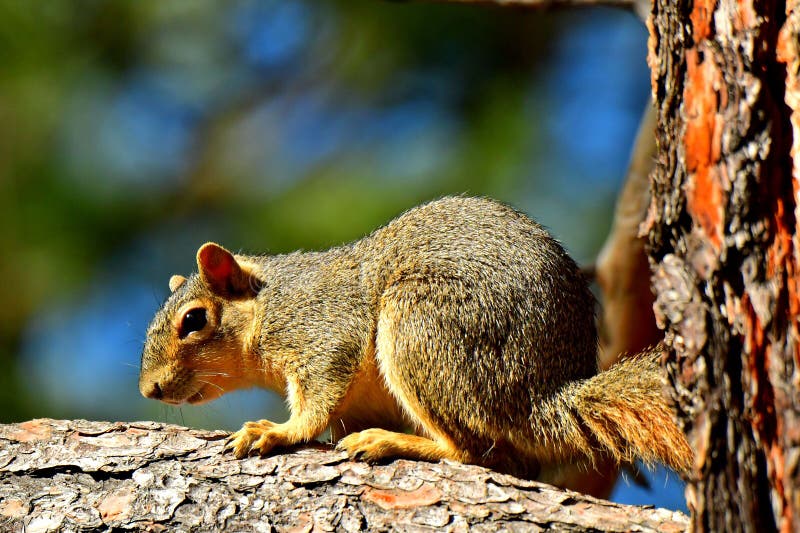 Red Tree Squirrel in a Pine Tree. Stock Photo - Image of mountains ...