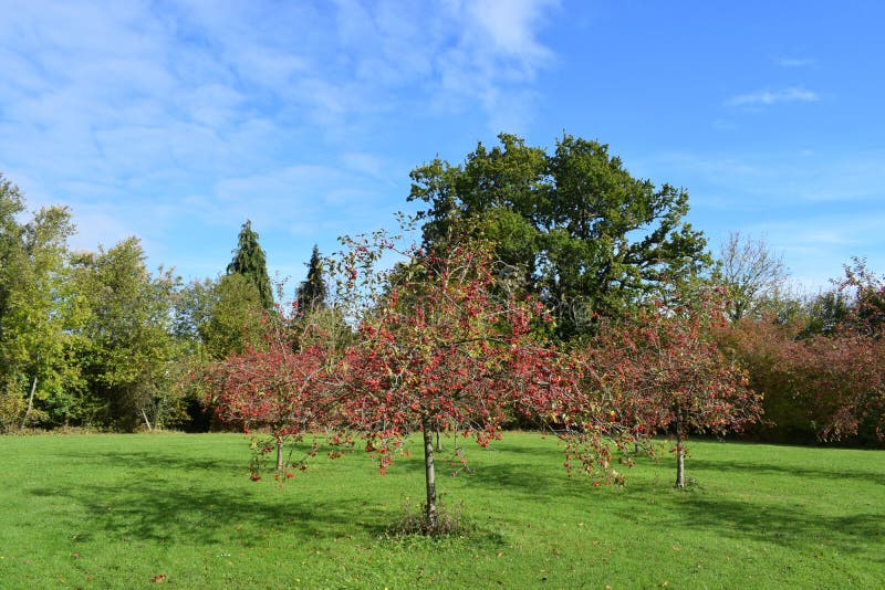 Red Tree Surrounded by Green. Stock Image - Image of landscape, shrub ...