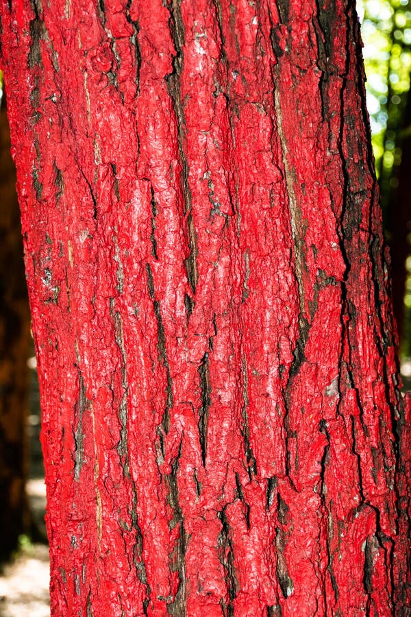 Red tree trunk stock image. Image of fier, peaceful - 256057807