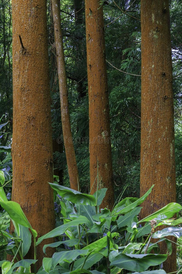 Red Tree Trunks in the Rainforest Stock Image - Image of texture, tree ...