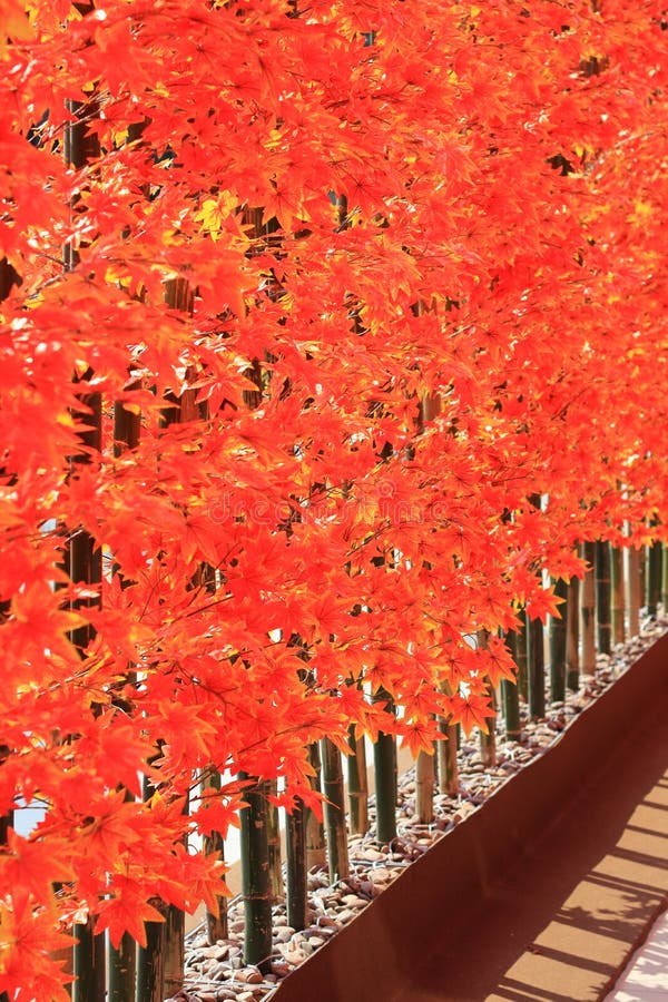 Red Tree Wall Fence for Park or Garden Decorative Stock Photo - Image ...