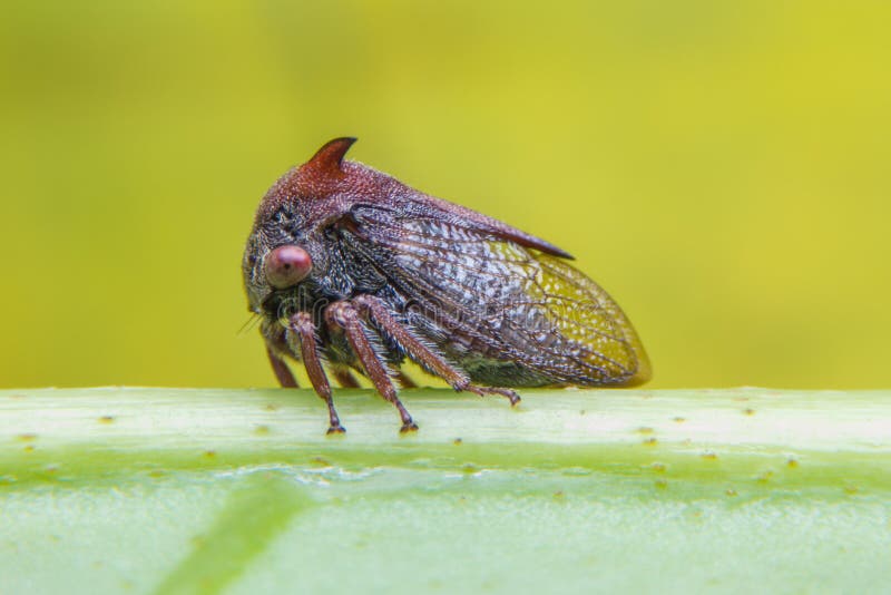 Red treehopper stock photo. Image of cute, element, forest - 76146144