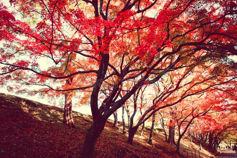 Red Trees Picture. Image: 106240383
