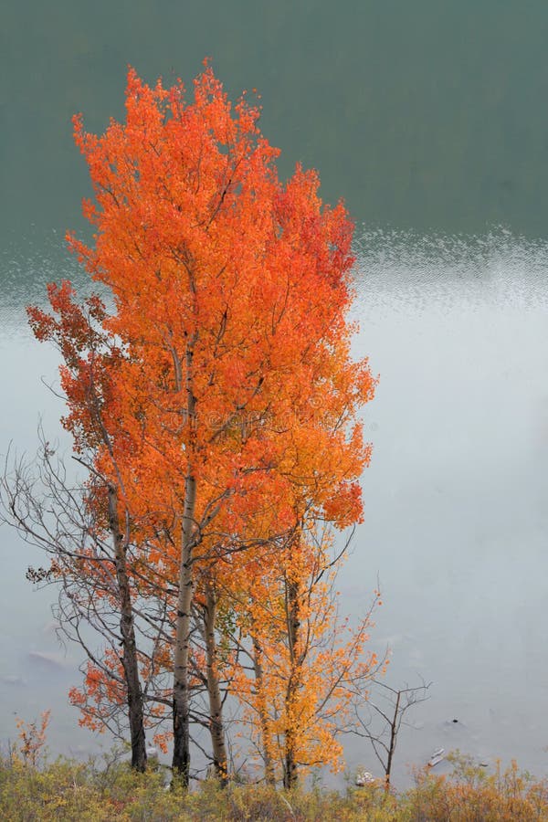 Red trees stock photo. Image of sinkiang, lake, outdoors - 12173246