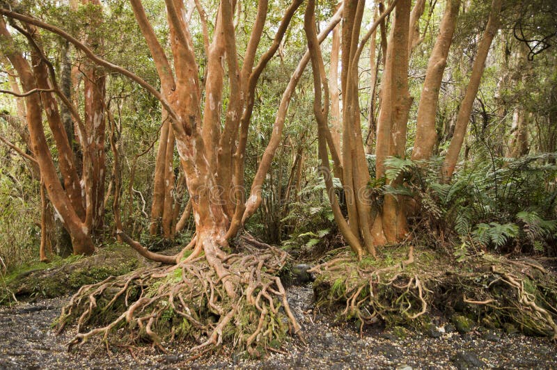 Red trees stock photo. Image of bark, rain, nature, interlocked - 18591204